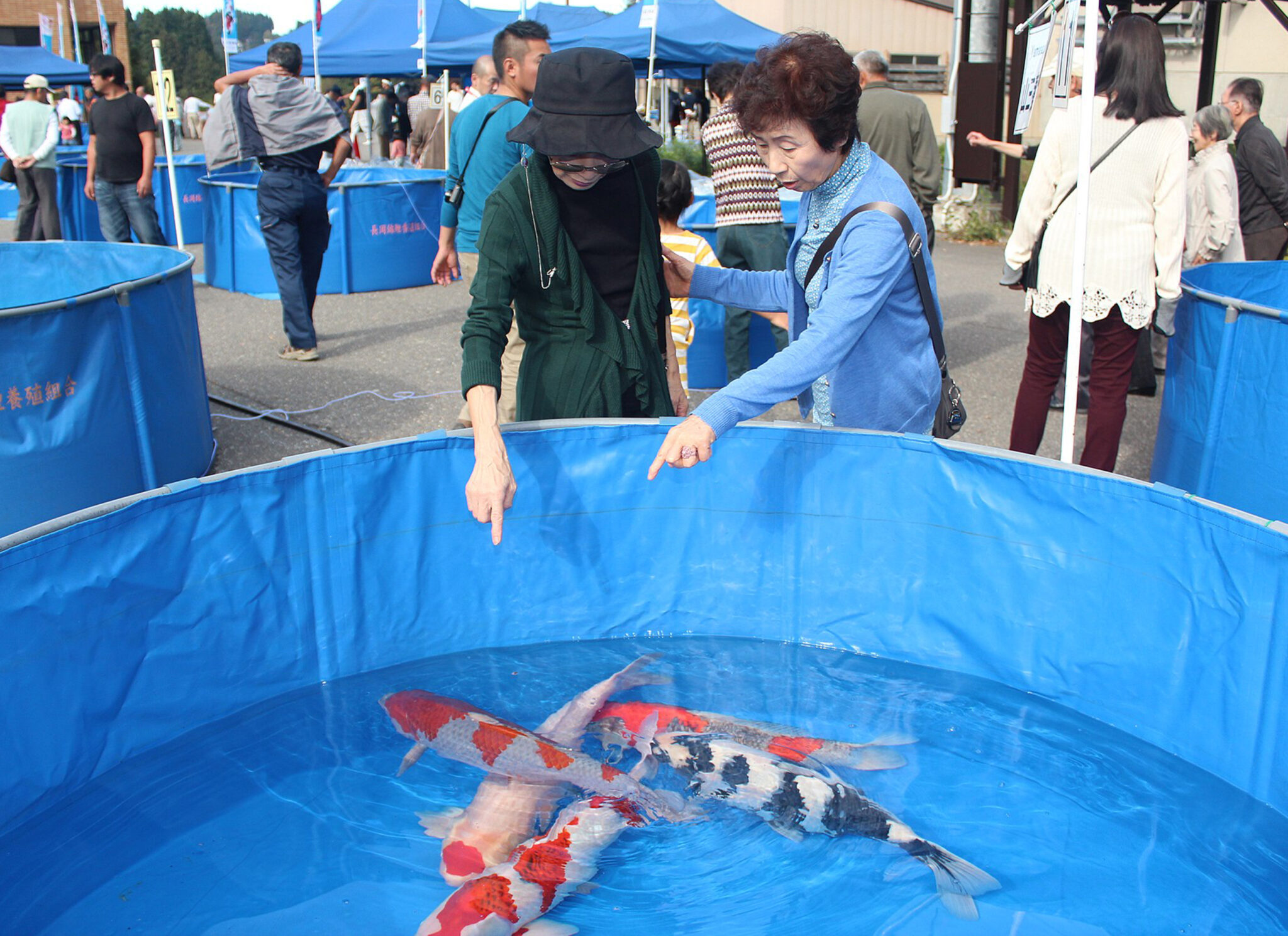 Koi: A Symbol of Wealth and Tradition | Japanese culture | Kogei Art KYOTO