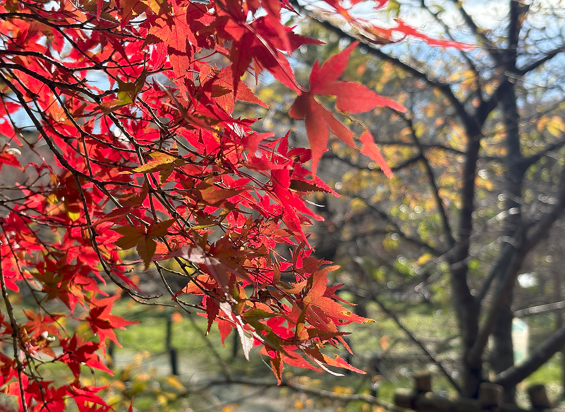 Walking through a “Living Museum”: Kyoto’s Oldest Botanical Garden in ...
